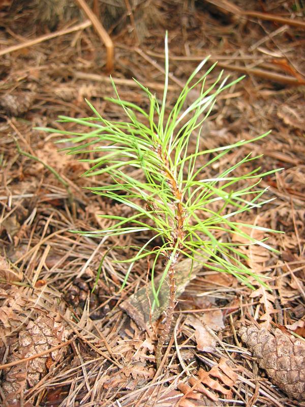 tree pine sapling 08